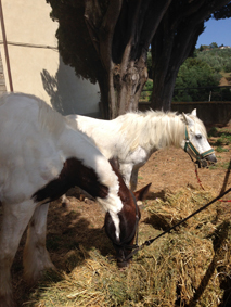 Vitolin'in Country, Vinci